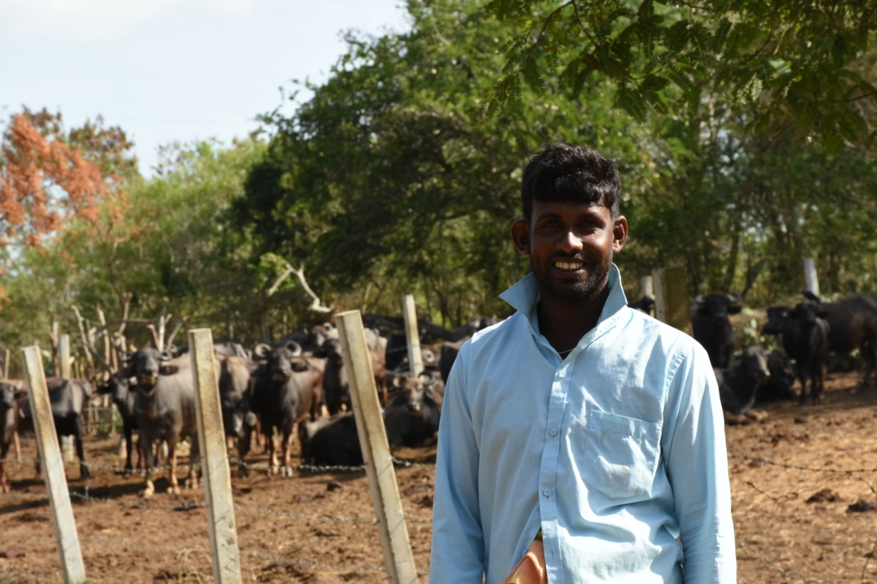 Experience Sri Lanka: A dummy's guide to making buffalo curd - Sarah Jappy